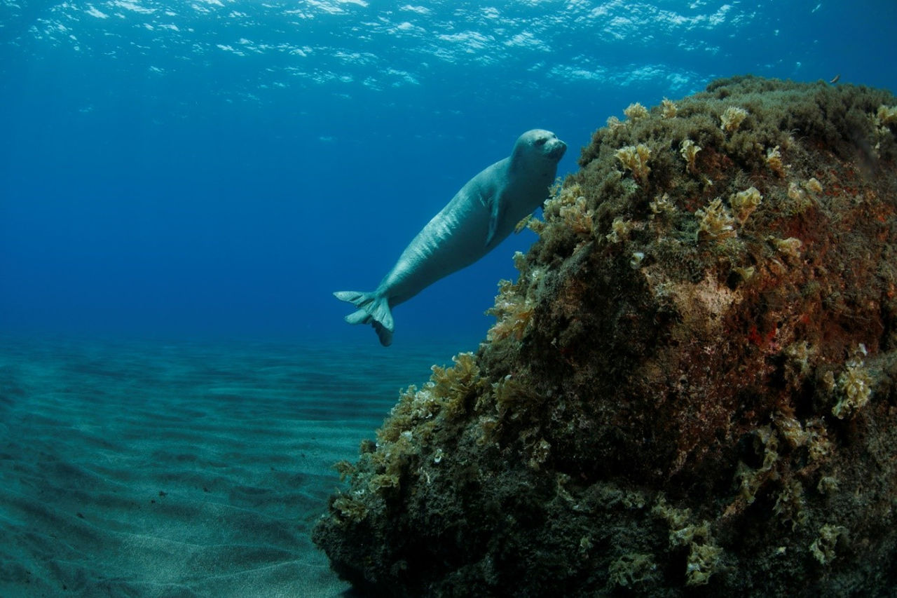 Protegiendo a la foca monje…¡Ahora en Madeira!